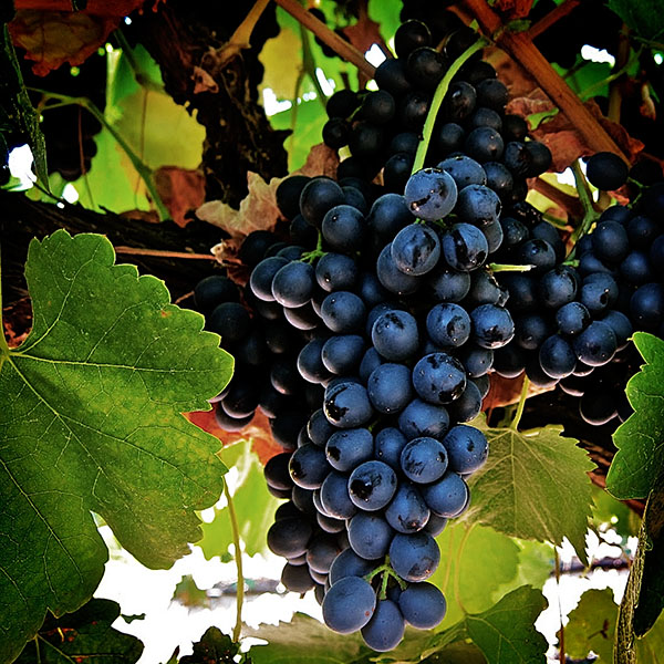 Australia… ¿Syrah o no Shiraz? es la cuestión ~ Enología