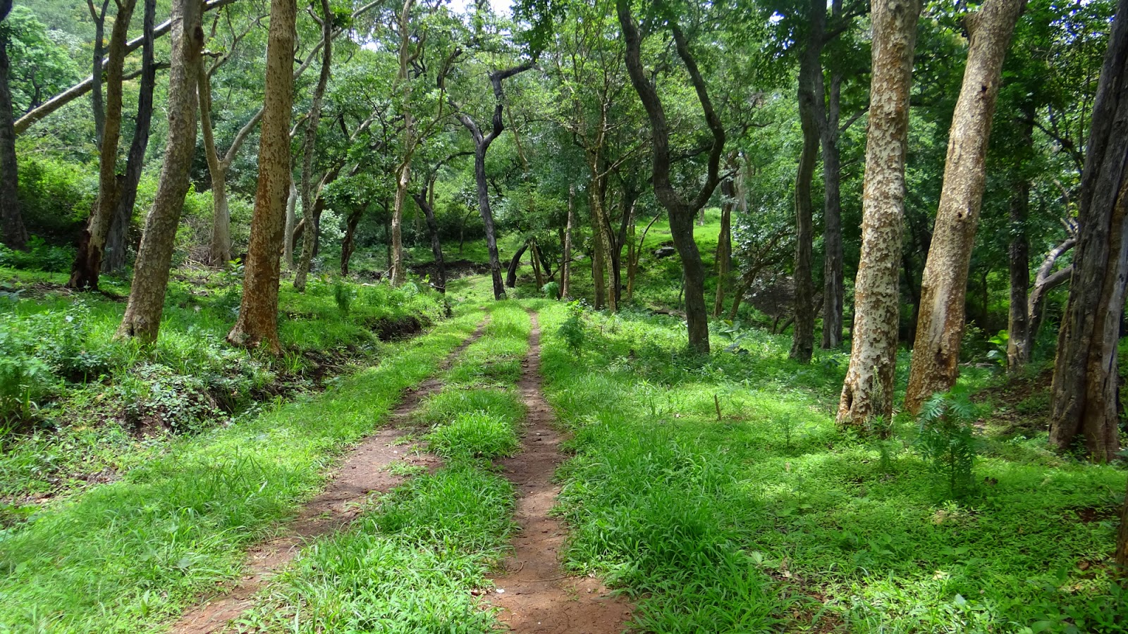 Sathyamangalam Tiger Reserve and Germalam Trek