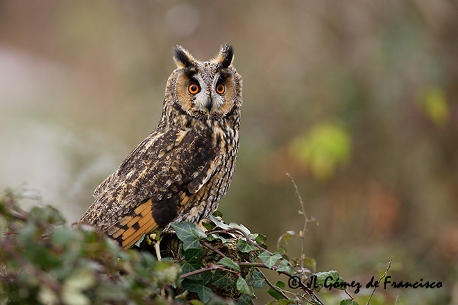 BUHOMANIACO: 26.SISTEMA NERVIOSO