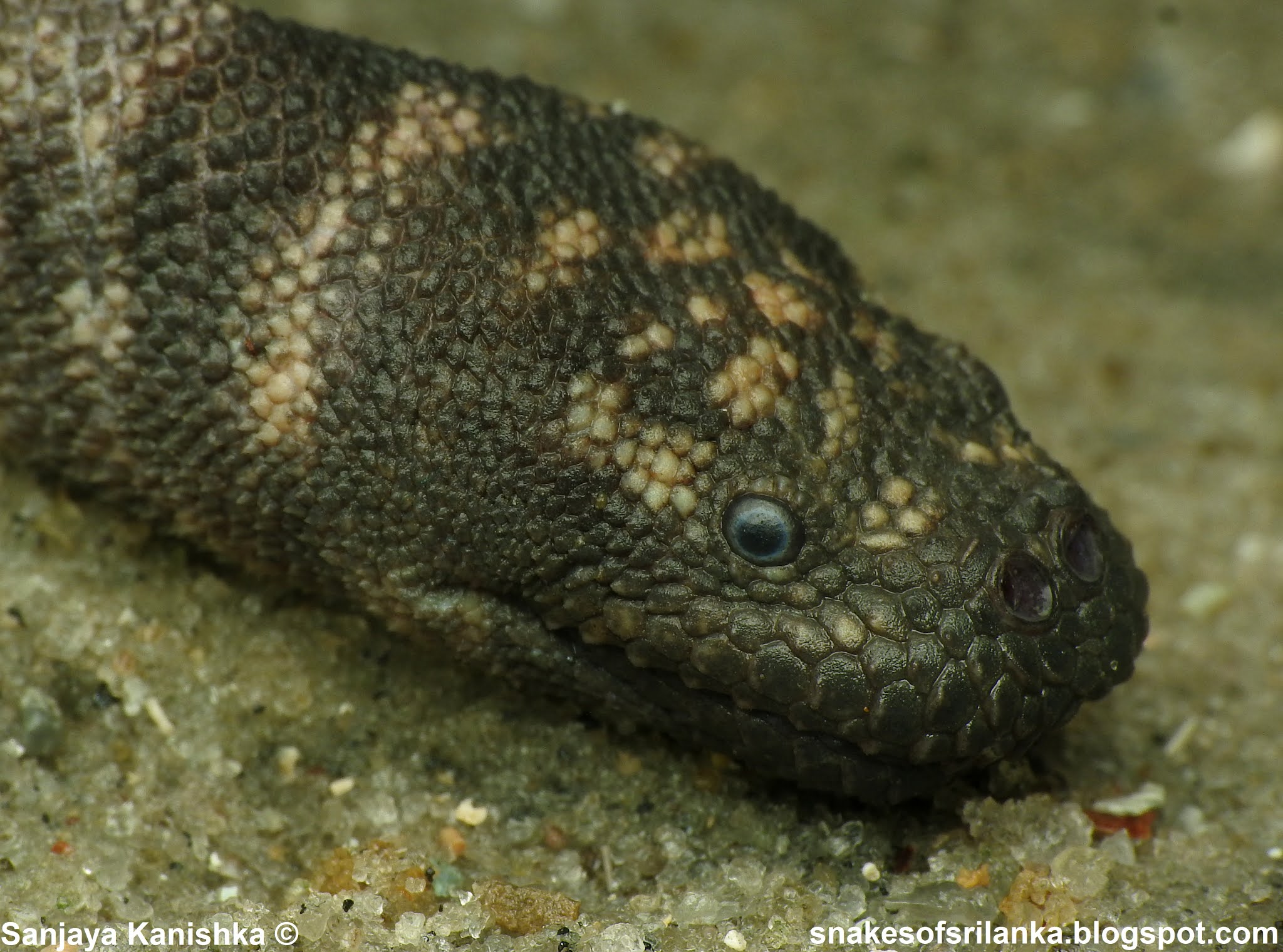 Wart Snake/රෙදි නයා (Acrochordus granulatus-Schneider, 1799)