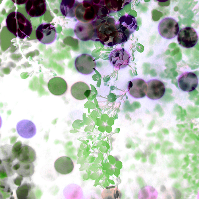 KerriBeri: Cherry Blossom Blooms for Beta Fashion