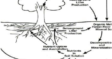 The function, structure and major components of Forest Ecosystem ...