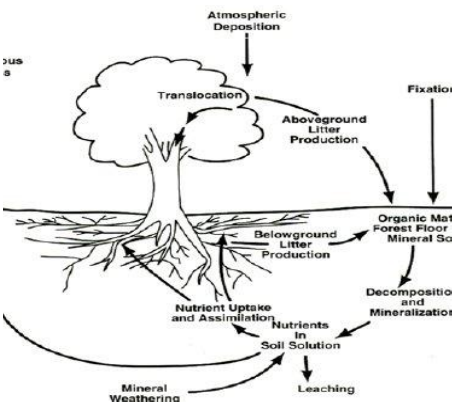 The function, structure and major components of Forest Ecosystem - Blogger Nepal