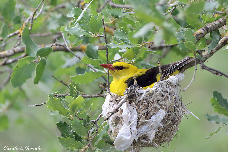 CRÒNIQUES NATURALISTES: PASSERIFORMES II