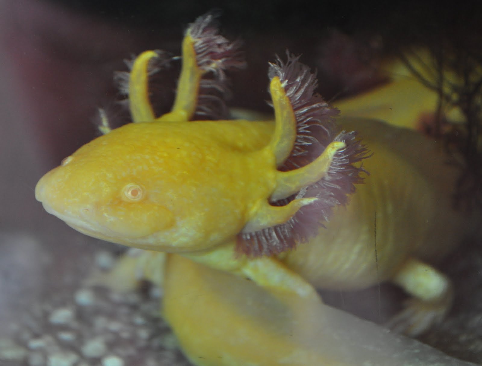 ZOOTOGRAFIANDO (MI COLECCIÓN DE FOTOS DE ANIMALES): AJOLOTE / AXOLOTL ...