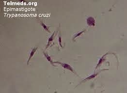 fichero hematologia: Epimastigote