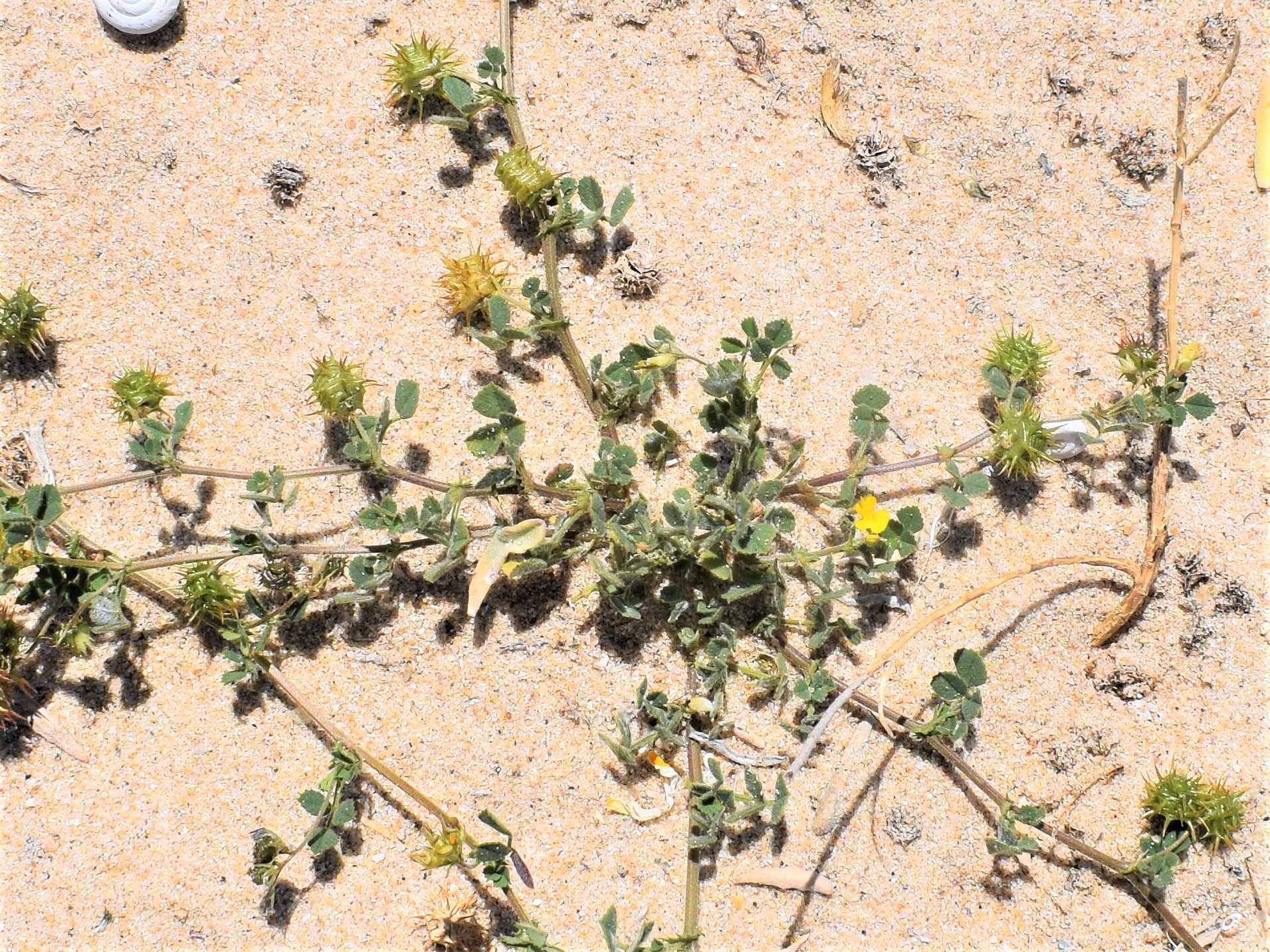 Plantas: Beleza e Diversidade: Luzerna-do-litoral (Medicago littoralis)
