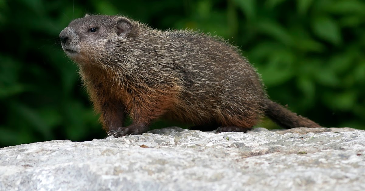 Ann Brokelman Photography: Groundhog and babies june 2017