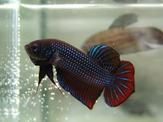 Peces Sanos: cuidado de bettas