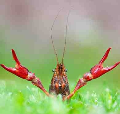 New Orleans Crayfish Culture
