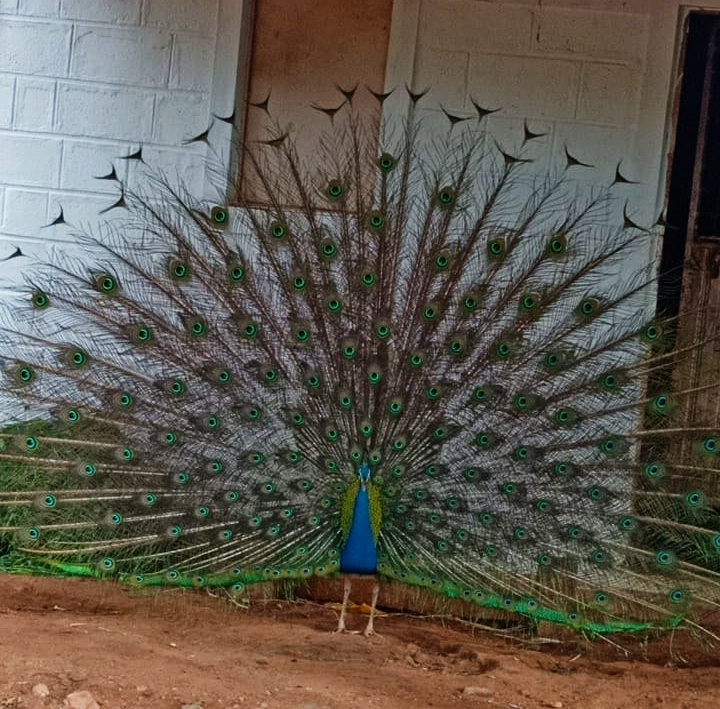 11 SACRED SPECIES WORSHIPPED IN INDIA