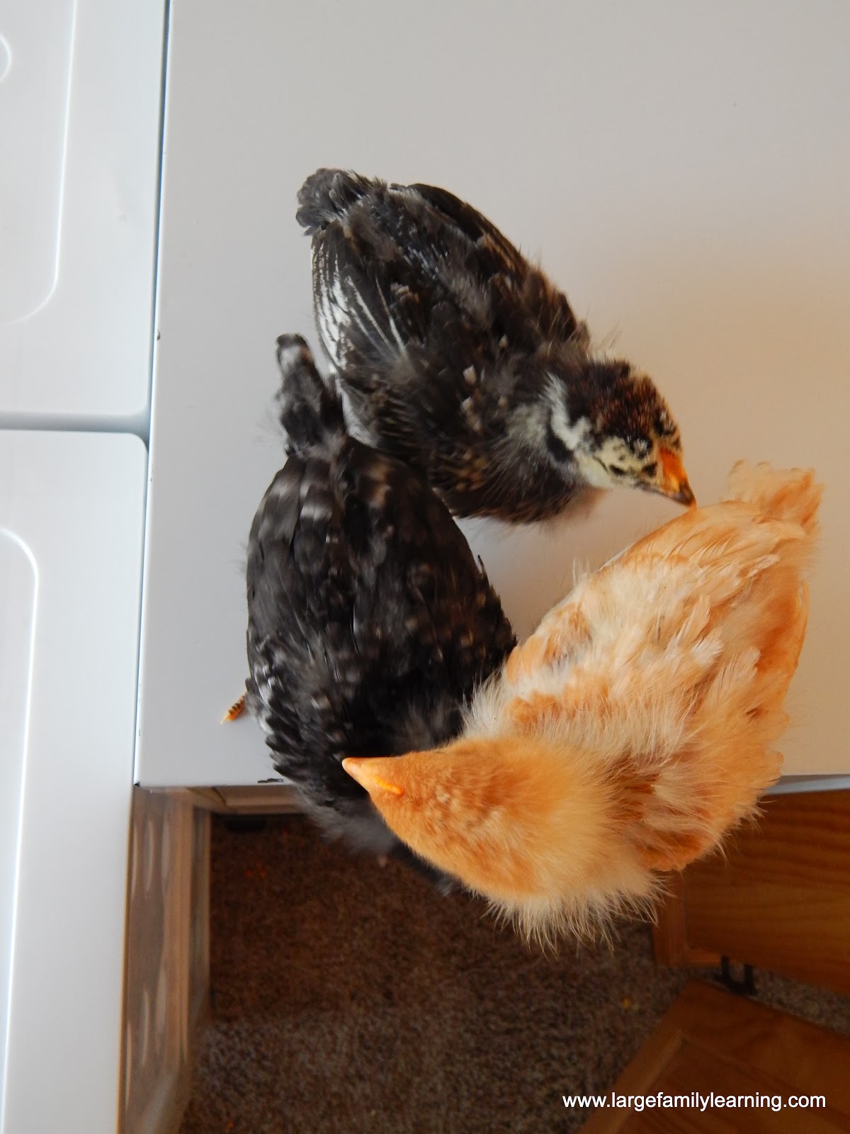 Large Family Learning : Raising Baby Chicks: 2 Weeks Old (Part 1)