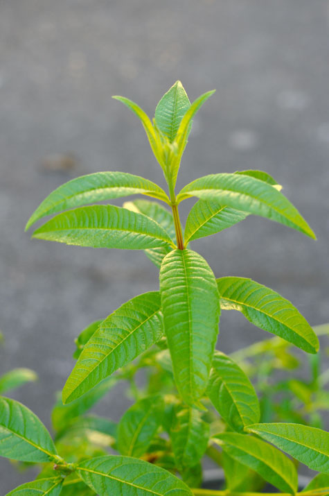 UNDER THE ROOT: love from the lemon verbena