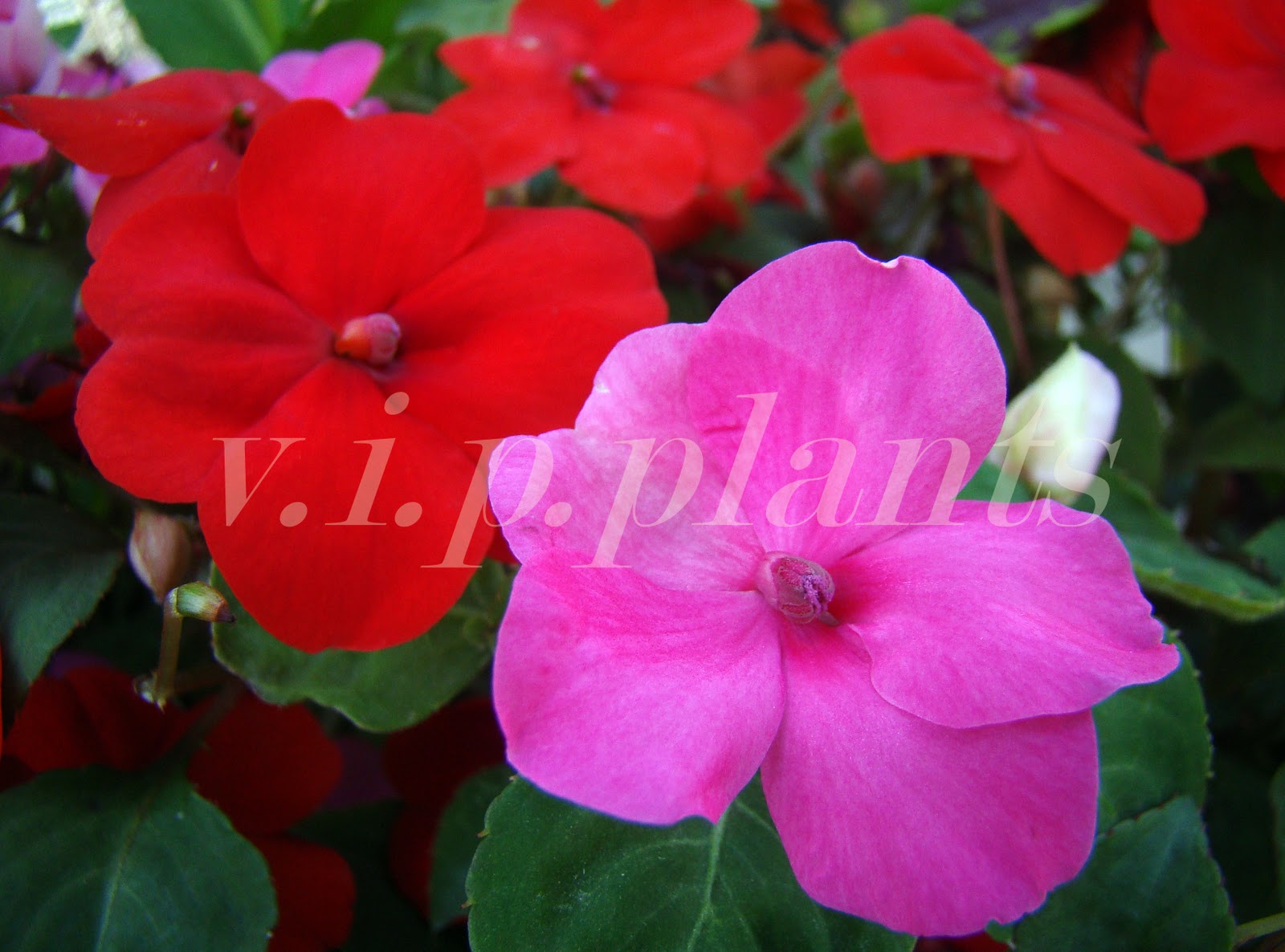 Termelői virágpalánták és fűszernövények: Nebáncsvirág vagy Pistike ...