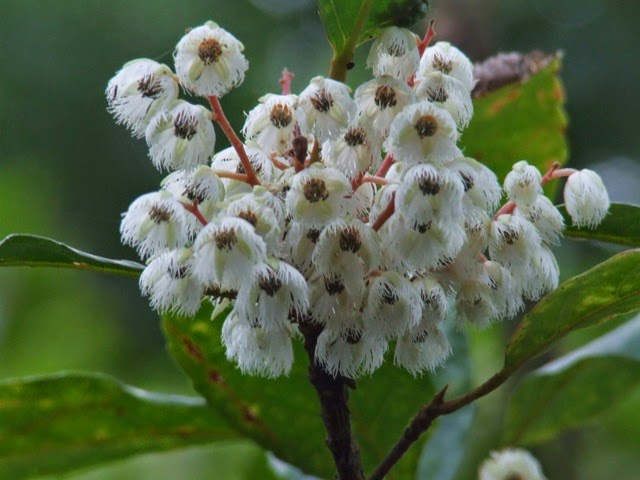 අපේ ගහ කොල: Weralu (වෙරළු)