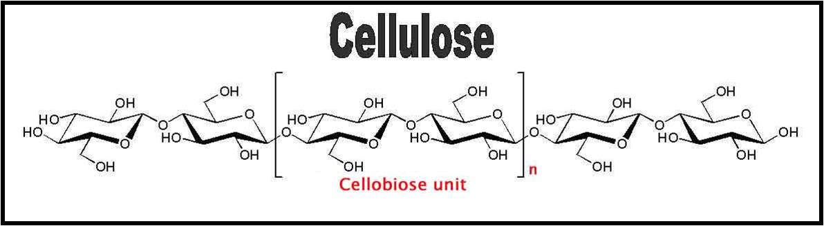 Cellulose Fiber Structure