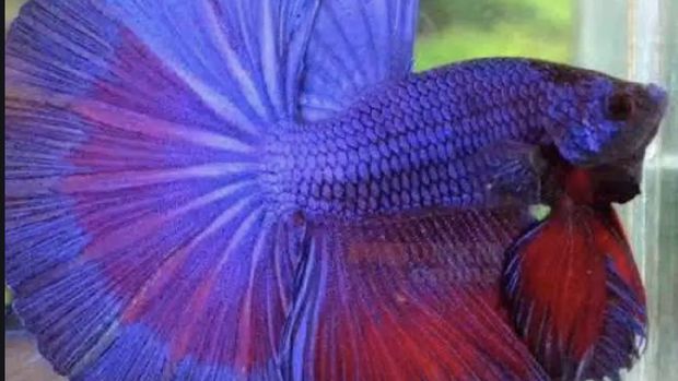 JENIS JENIS IKAN CUPANG PALING MAHAL HARGANYA JUTAAN - Panduan Kimia ...