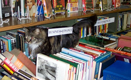 The Presurfer: 10 Cats Who Live At The Library