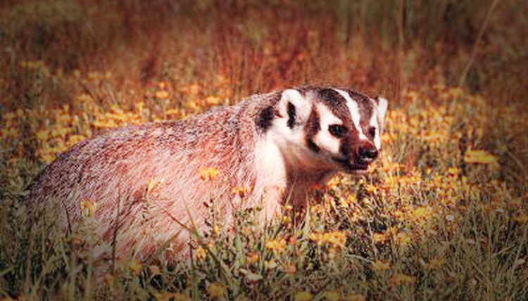 Arizona Badger (Taxidea taxus)