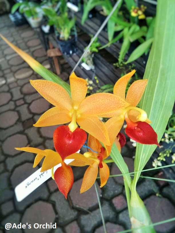 Ade's Orchid: Cycnodes Taiwan Gold var. orange
