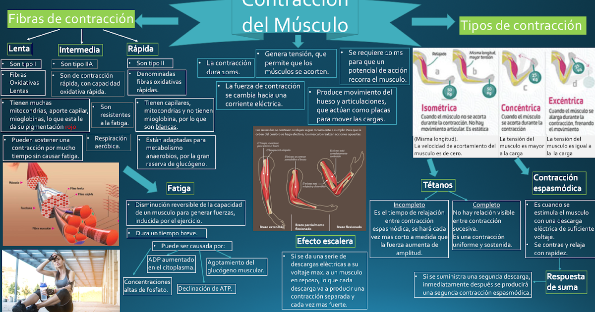 Fisiología: Contracción Muscular