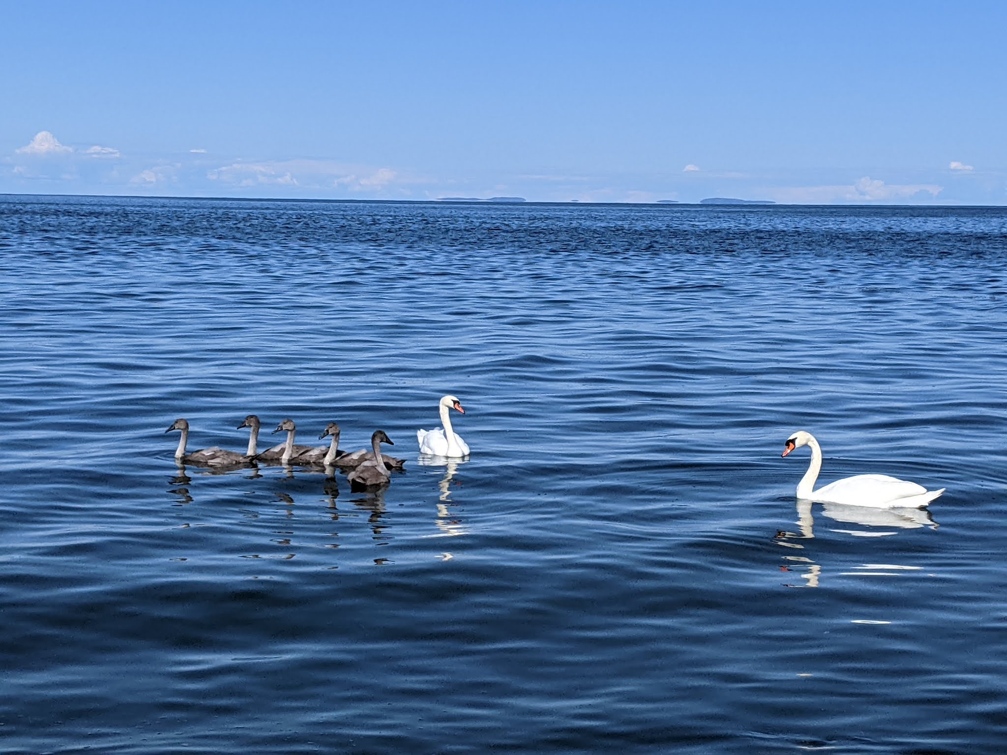 Uidumõtteid ja juhtumisi: Vaindloo Saar