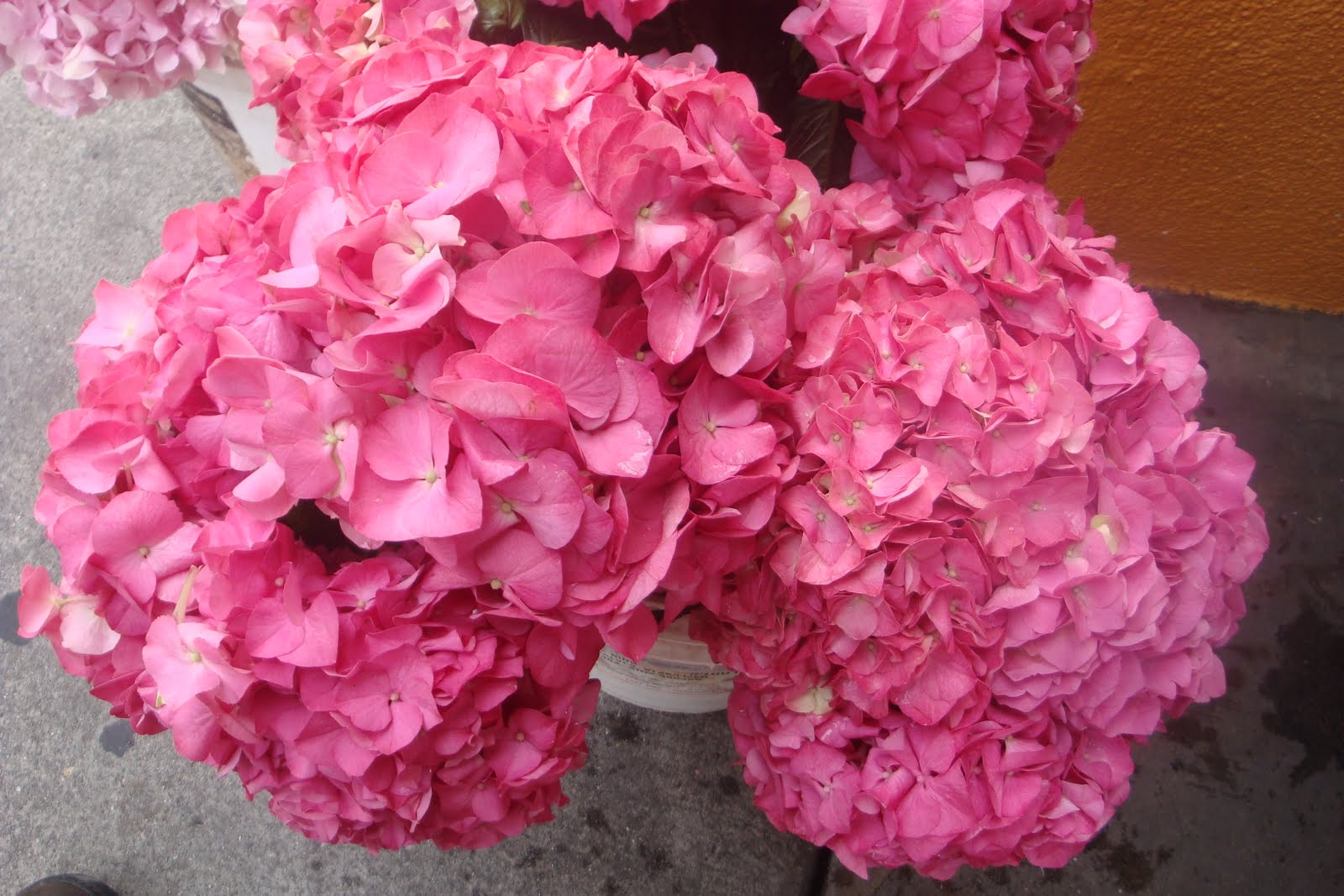 MilagraWholesaleFlowersLA: Weekly specials