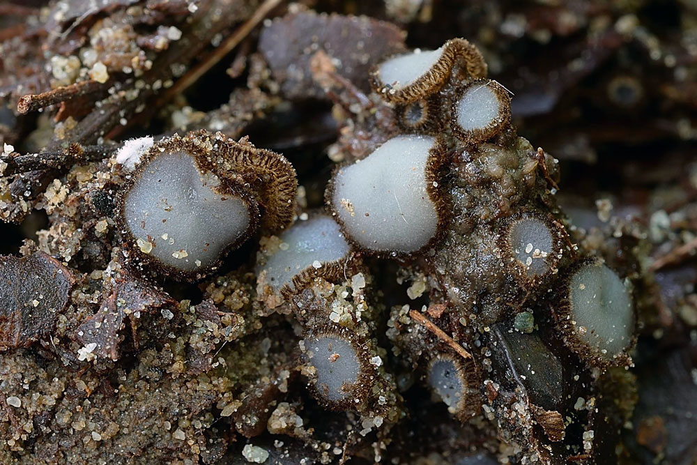 Funghi Teramani: Trichophaea woolhopeia (Cooke & W. Phillips) Arnould