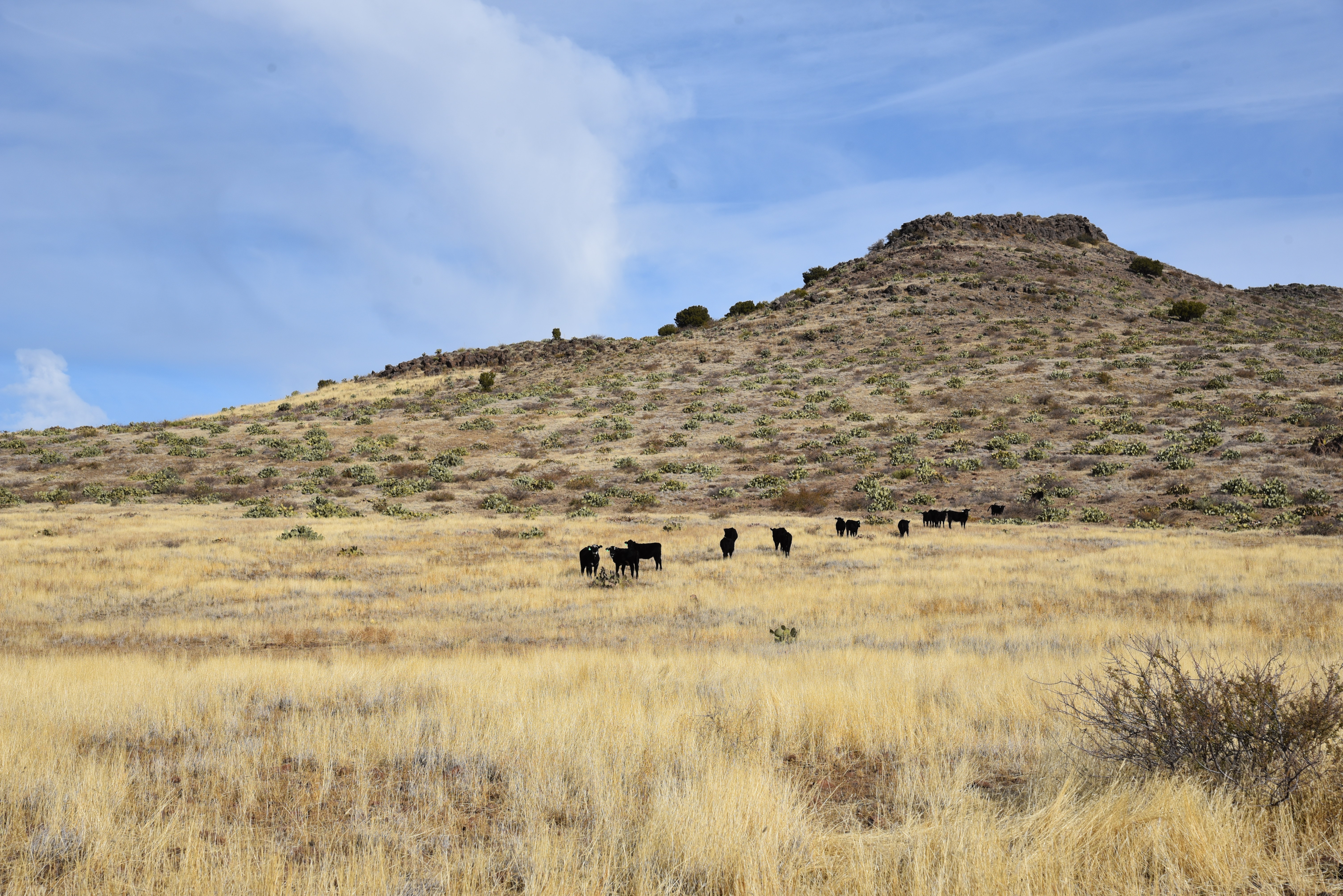 Arizona Hiking: Heifer Pasture