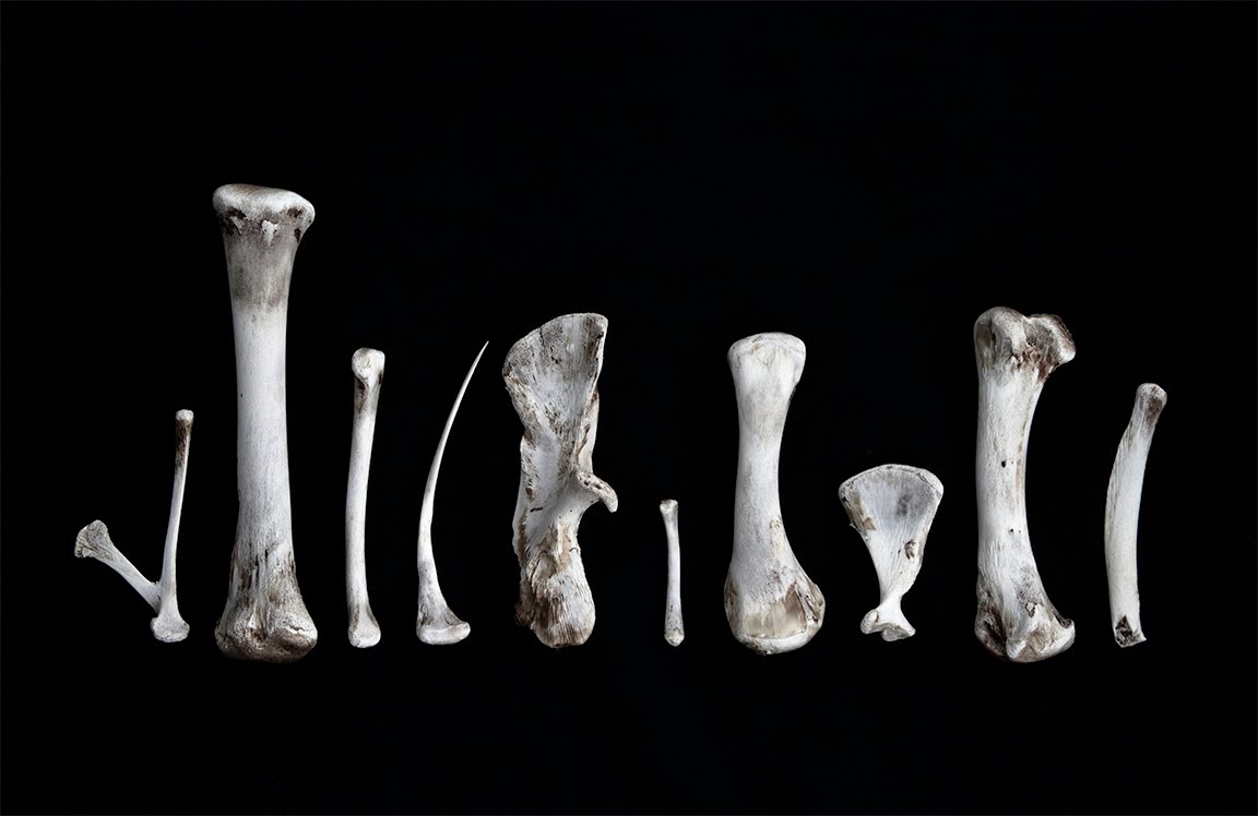 Trans Atlantic Photo: April 2011