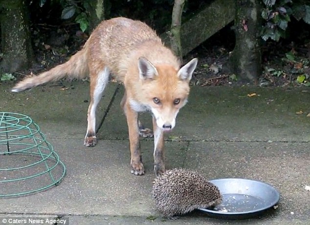White Wolf : Housewife films the moment a fox joins a hedgehog for dinner