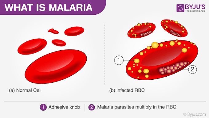 Waqas Science What is Biology and main Branches of biology