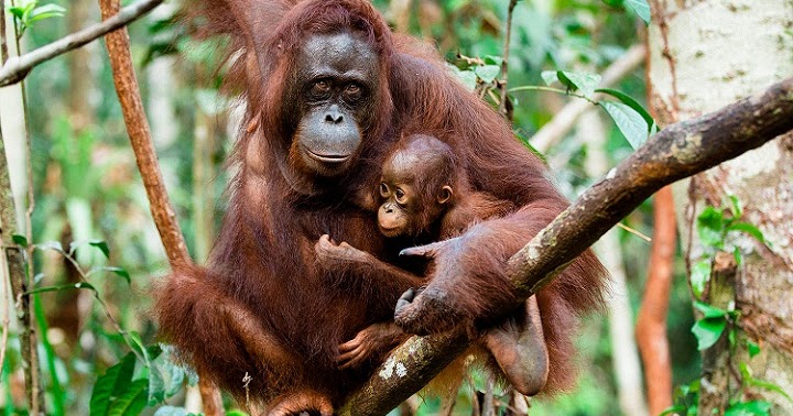 Mengapa Orangutan Terancam Punah? | Belajar Sampai Mati