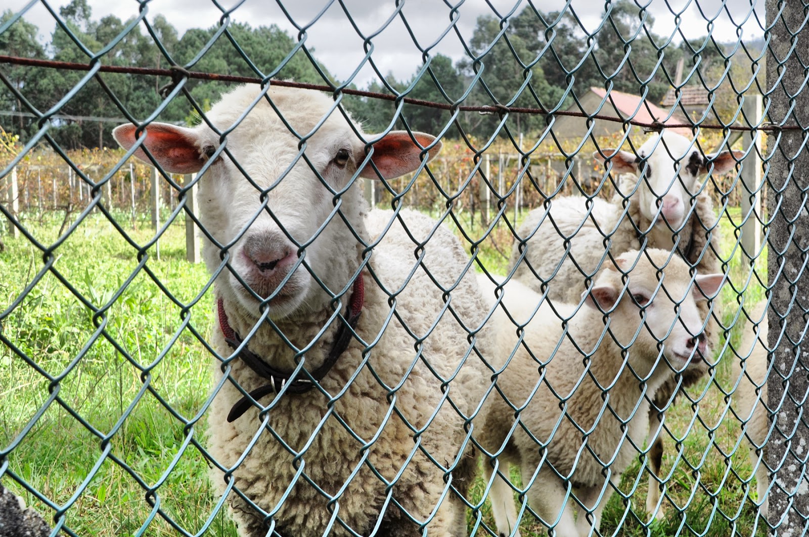 Uno de Enero: octubre 2013