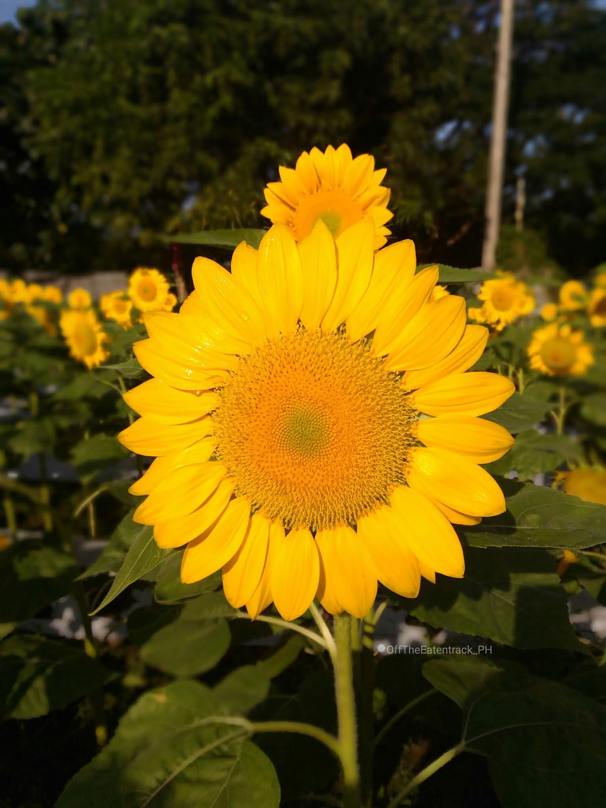 Sunflora Farm (Jala-jala, Rizal)