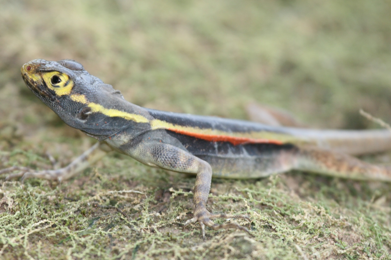 Real Monstrosities: Black Lava Lizard