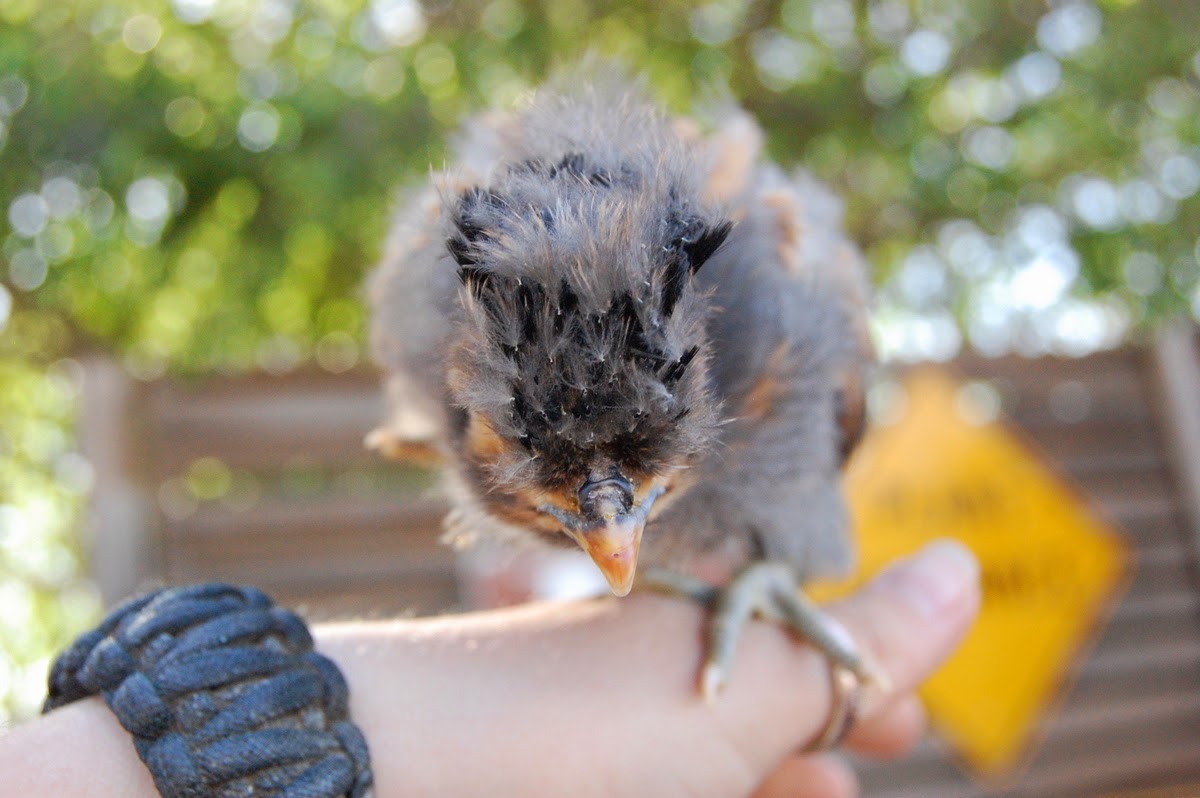 Texas Rebel Girl: The Chicken Chick