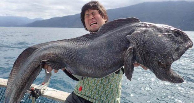 Big Fishes of the World: BERING WOLFFISH (Anarhichas orientalis)