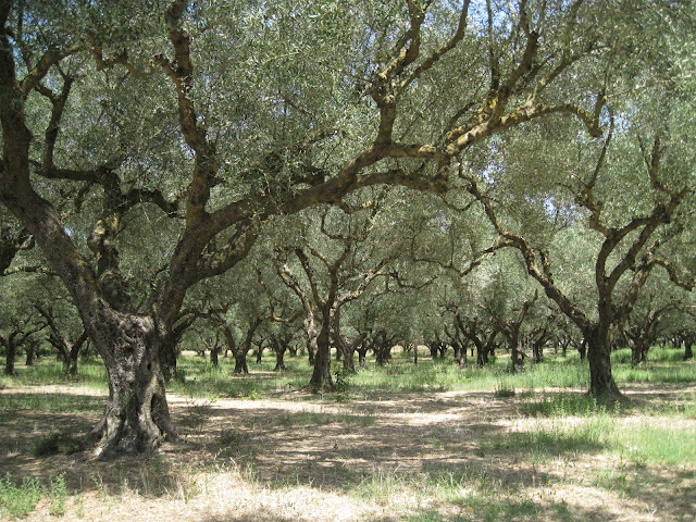 Impresii de calatorie: Zakynthos: Maslini (Zakynthos: Olive Trees)