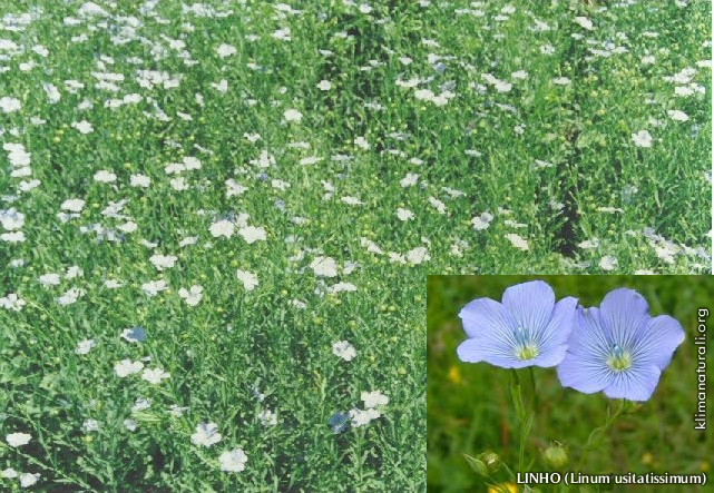 Linho (Linum usitatissimum)