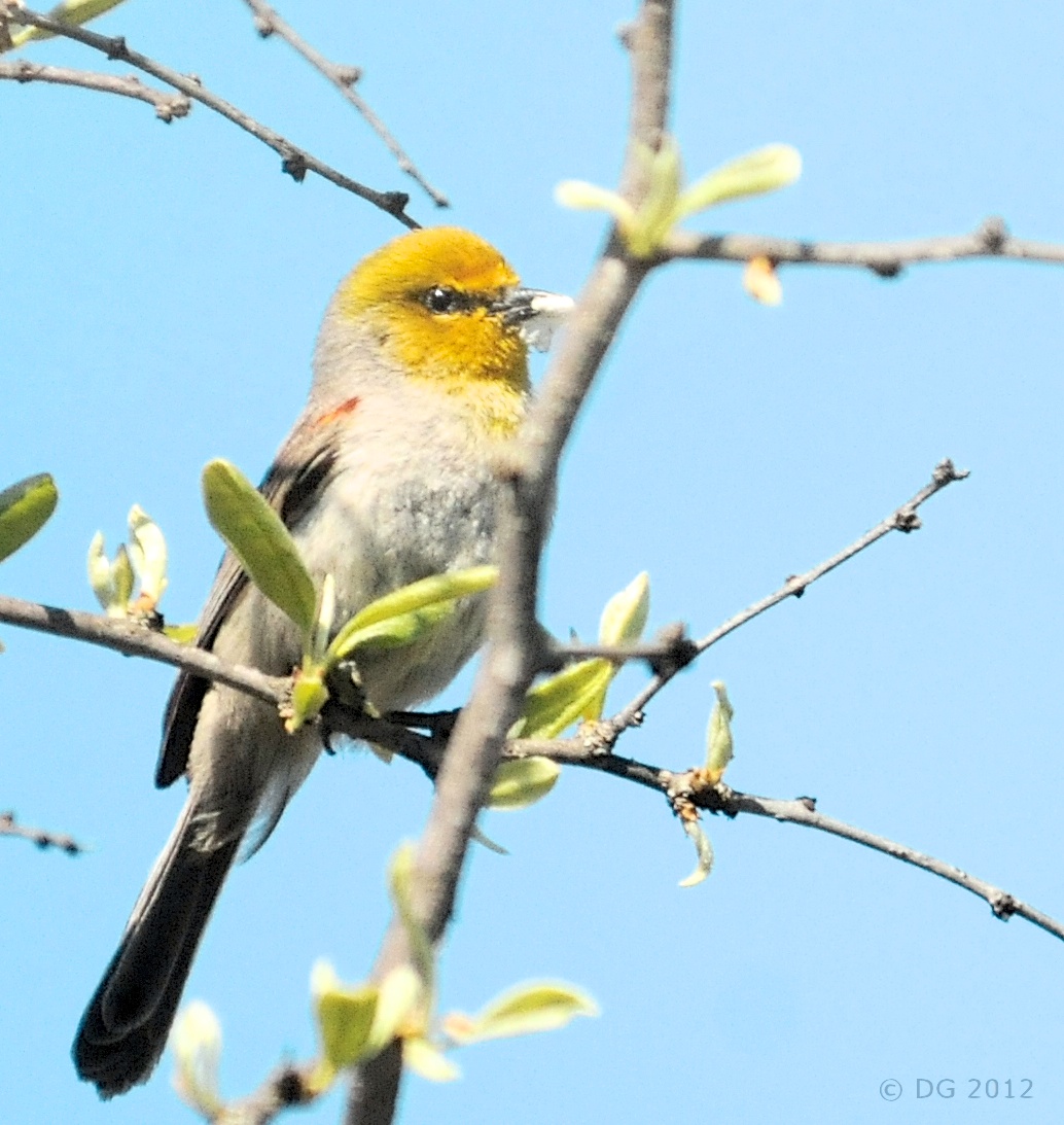 Verdin