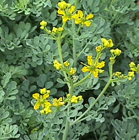 LJEKOVITO BILJE I LIJECENJE BILJEM: LJEKOVITO BILJE :Rutvica, Ruta ...