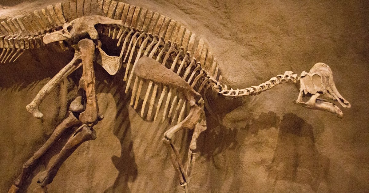 Variety of Life: Hadrosauridae