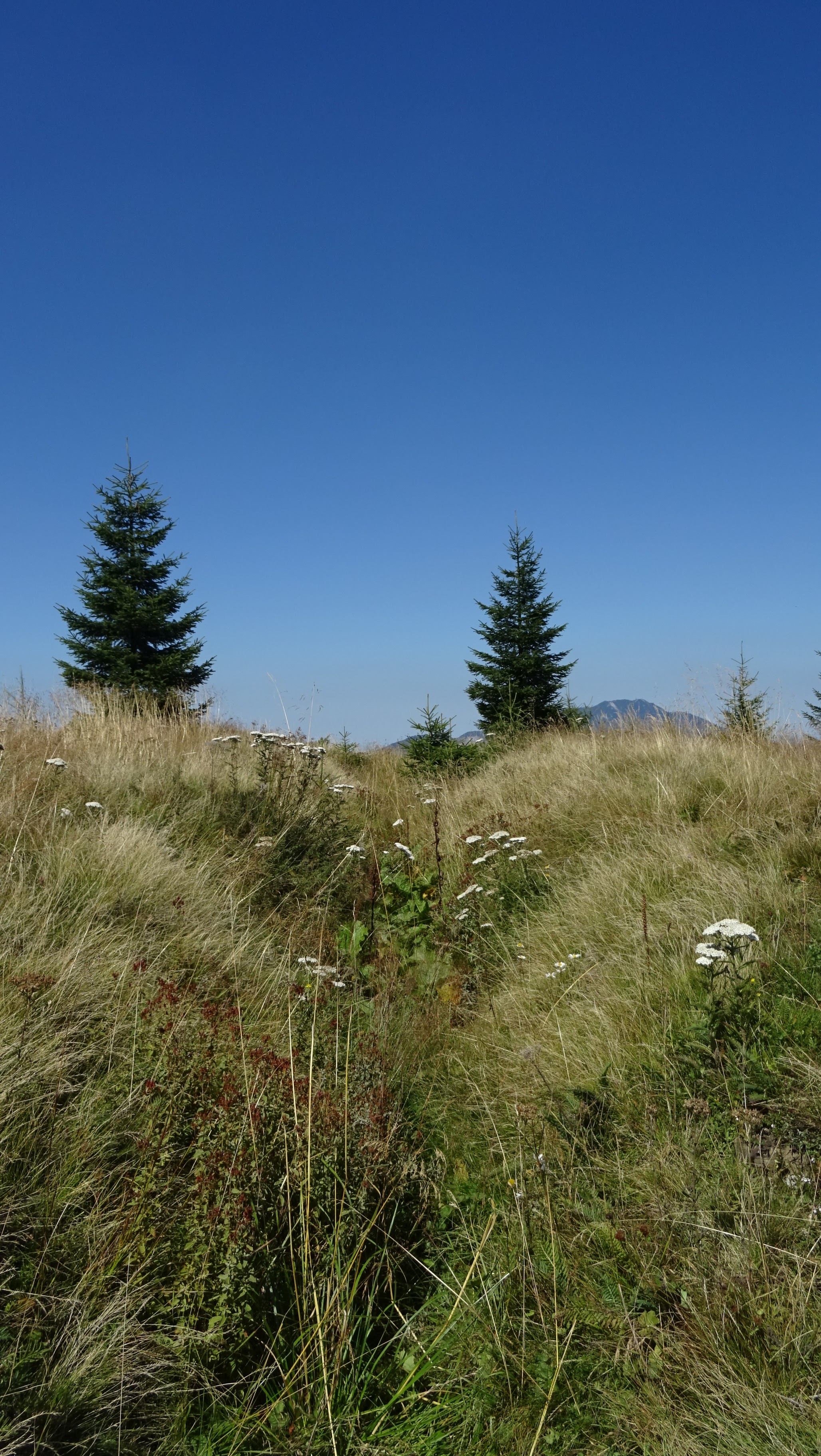 Blogul cu istorii, DENARIUS: Prospectari personale #3: Armata romana ...