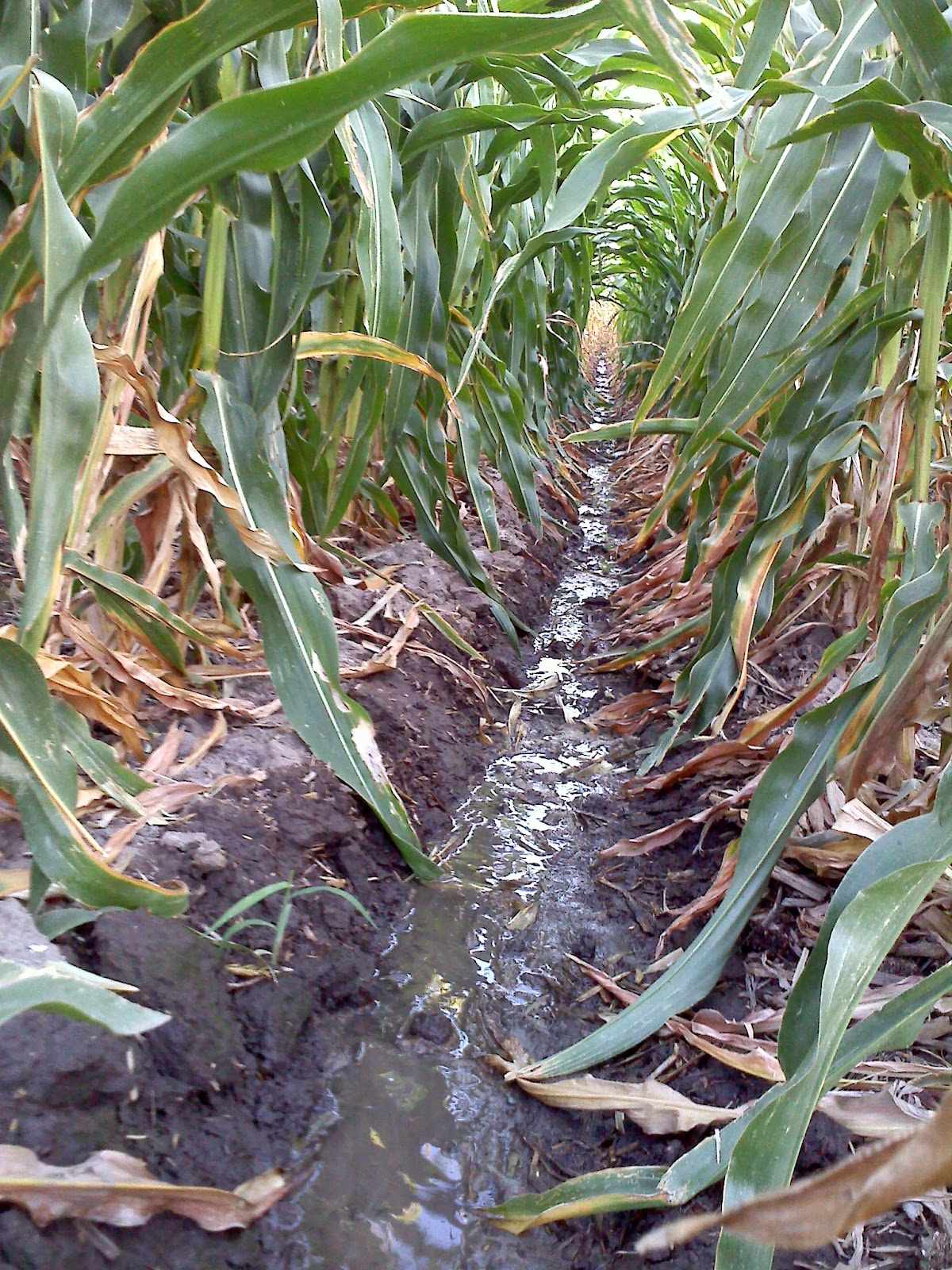 Where Corn Grows and Cattle Graze