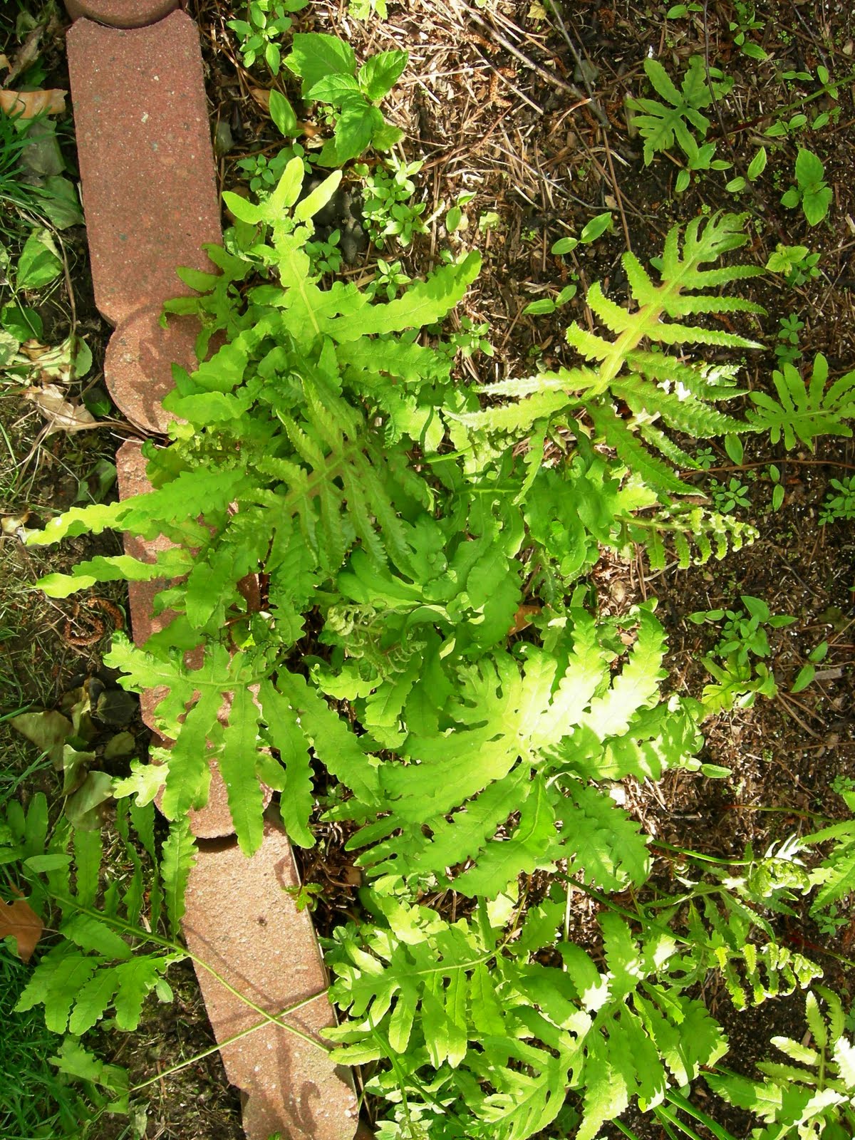 HIGHPOINT CIRCLE: The Ferns of Highpoint Circle or Fern Frenzy