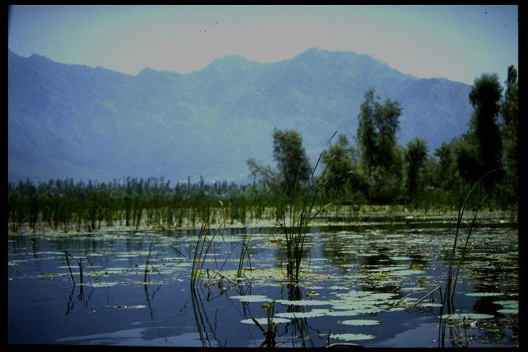 Senari Wallpaper ~ Entertainment Spy