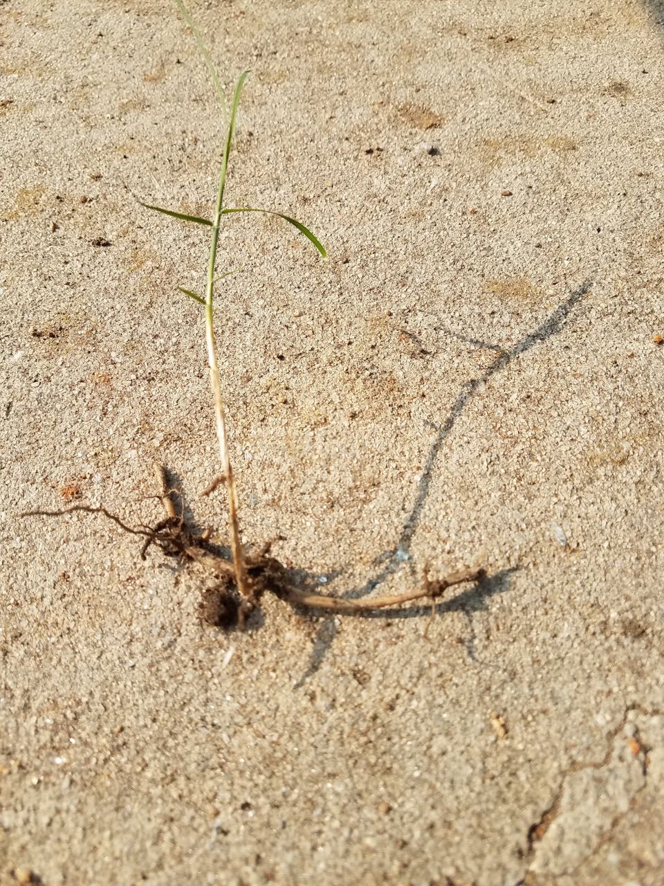 The Roediger House: There Was No Wire Grass in the Garden of Eden