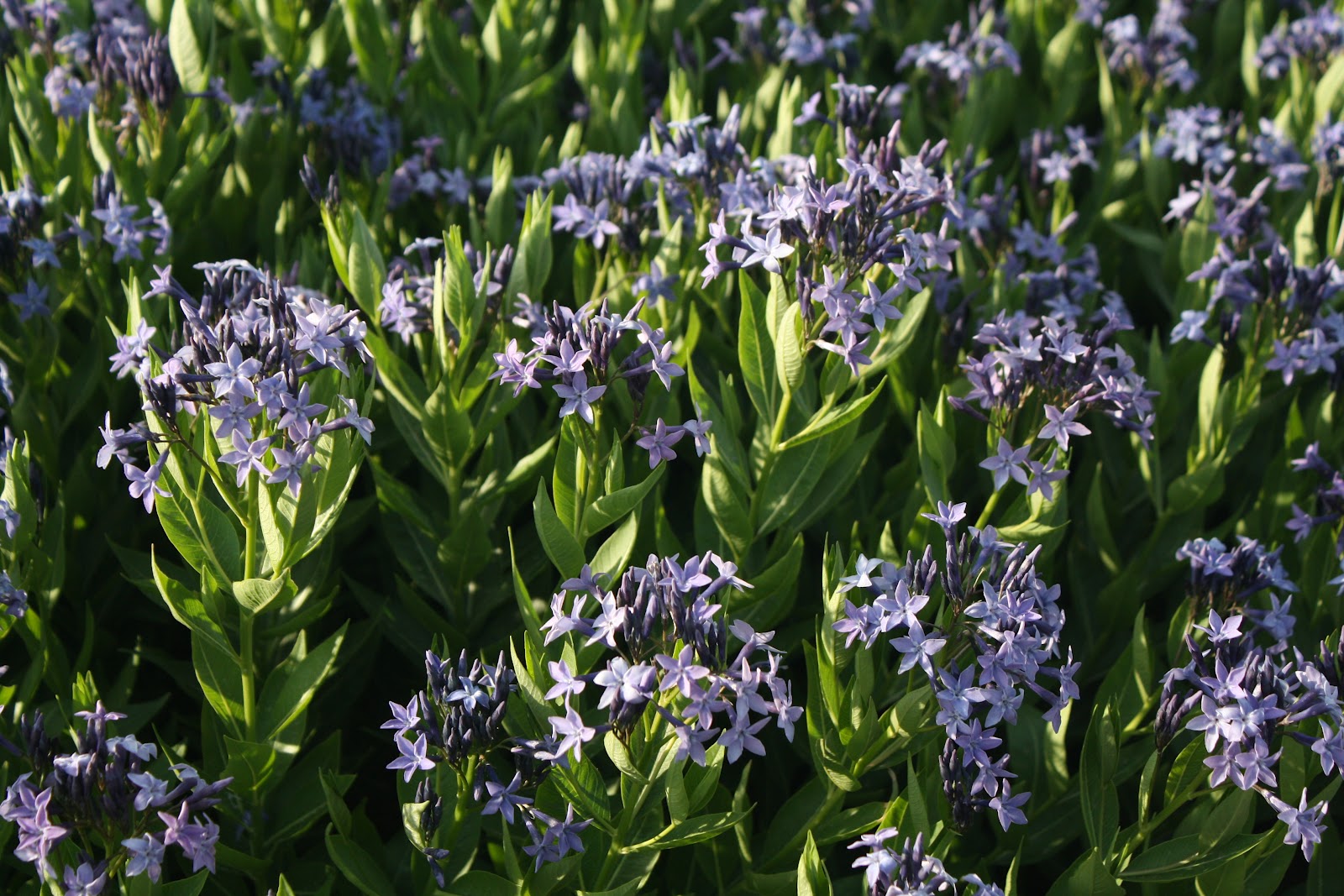 MIDWEST GROUNDCOVERS Display Gardens & Plant Trials: May Flowers