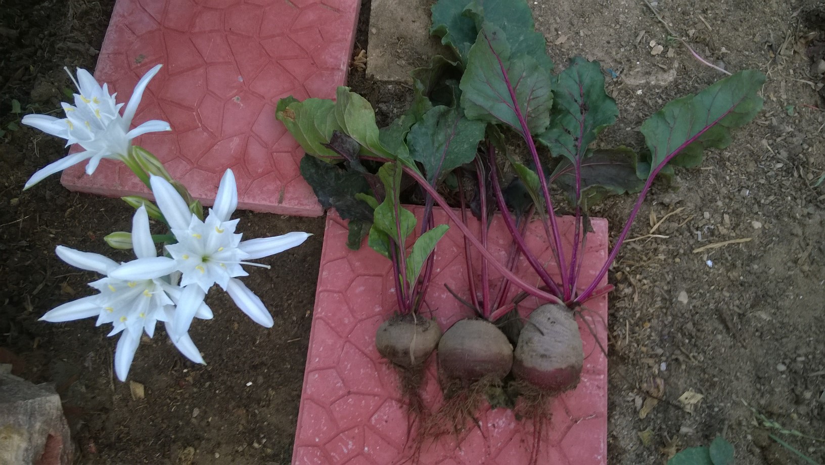 How To Grow Beetroot